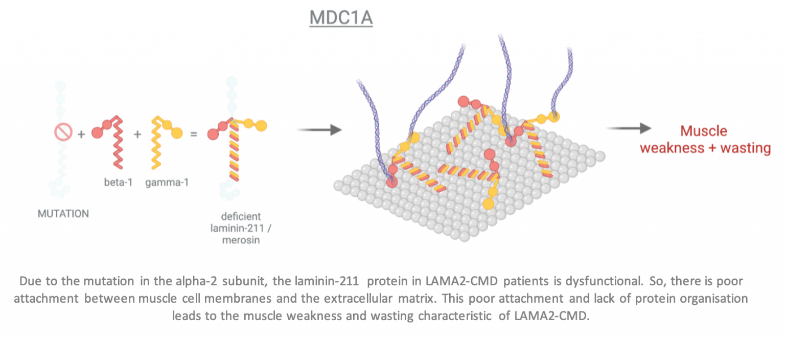 About MDC1A - LAMA2